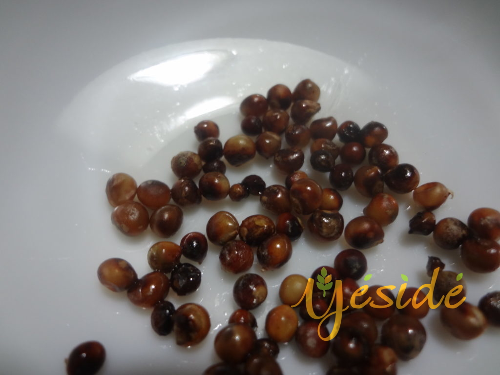 My Okra Coffee Experiment - BeHealthyAfrica.com