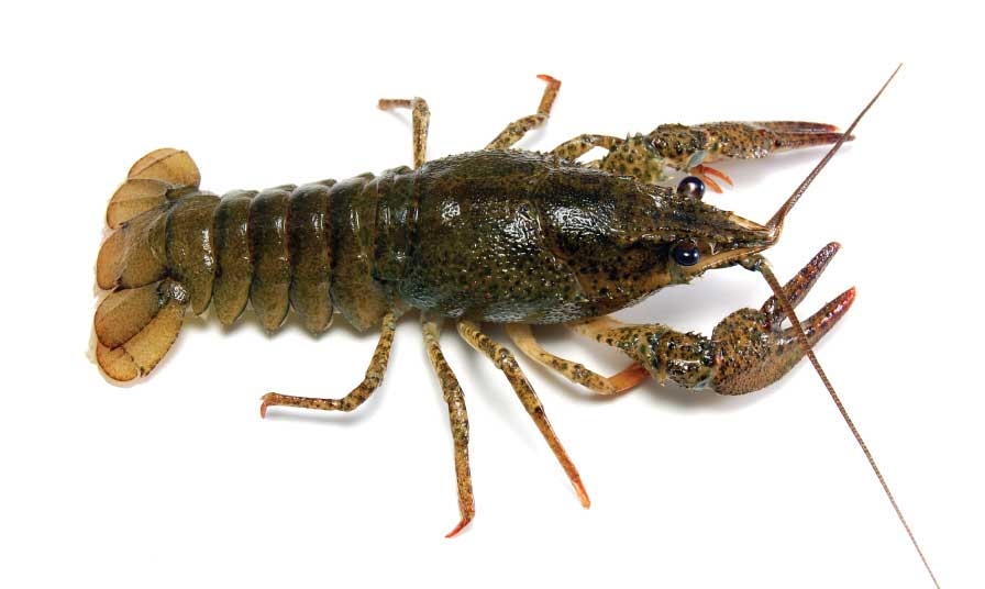 Did You Know that We Do Not Have Crayfish in Nigerian waters ...