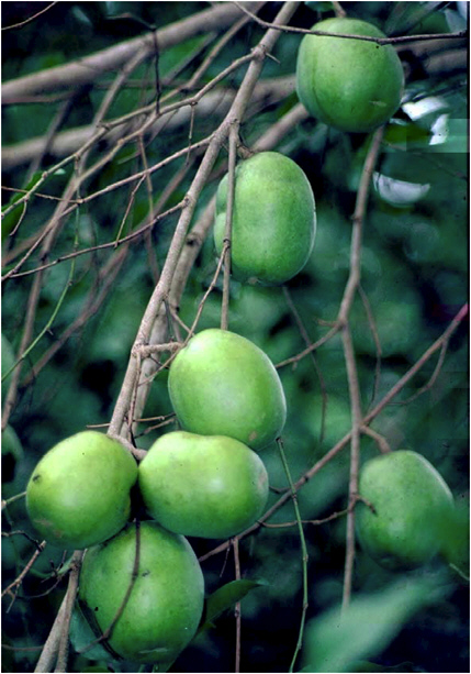 Dika Nut (Ogbono) - BeHealthyAfrica.com