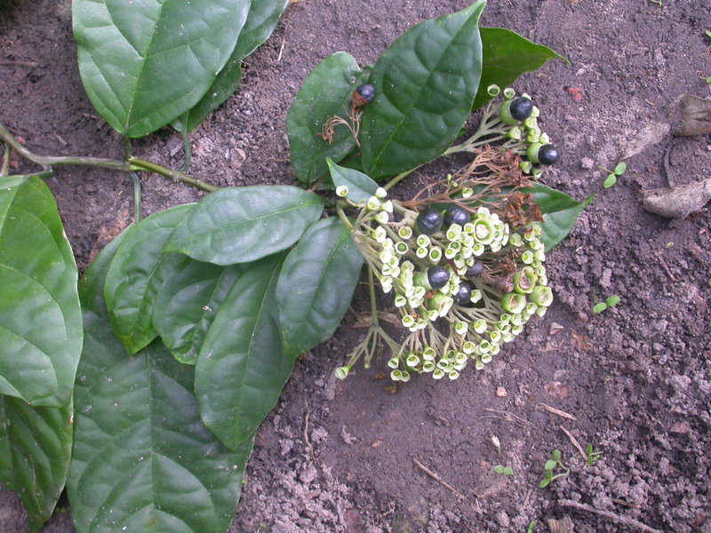 Have You Heard About Marugbo Leaves (Clerodendrum volubile ...
