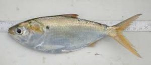 Fish of West Africa: Bonga fish - BeHealthyAfrica.com
