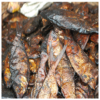 Fish of West Africa: Bonga fish - BeHealthyAfrica.com