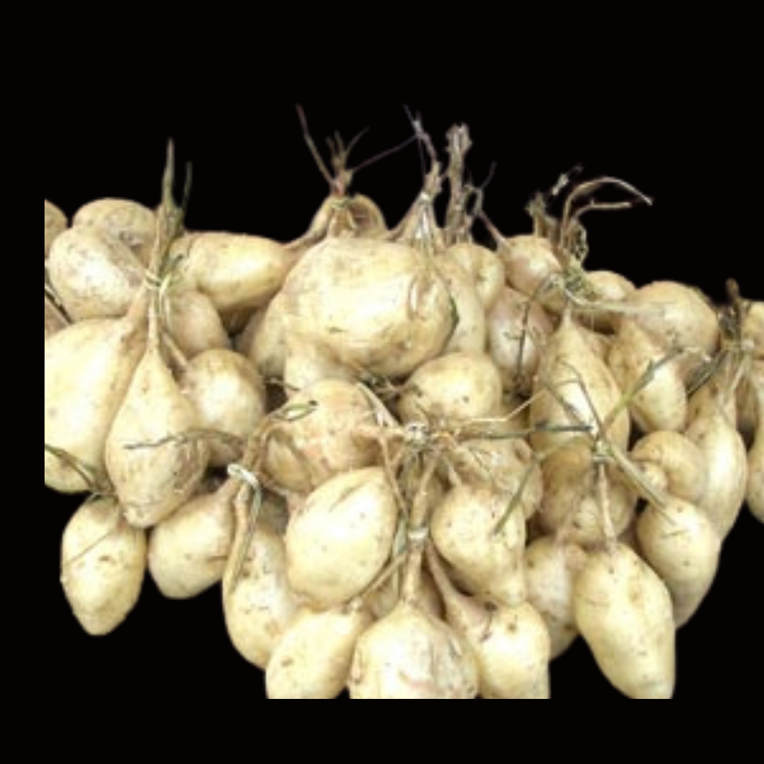African Yam Beans – African indigenous crop - BeHealthyAfrica.com